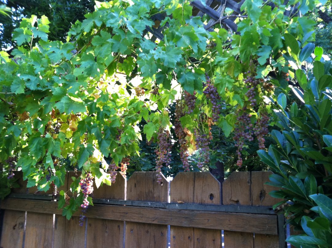 Gallery: Famous Fruit Trees of Israel | Wellsprings of Wisdom
